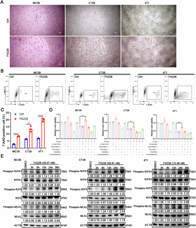 FK228 reshapes tumor microenvironment to enhance anti-PD-L1 efficacy ...