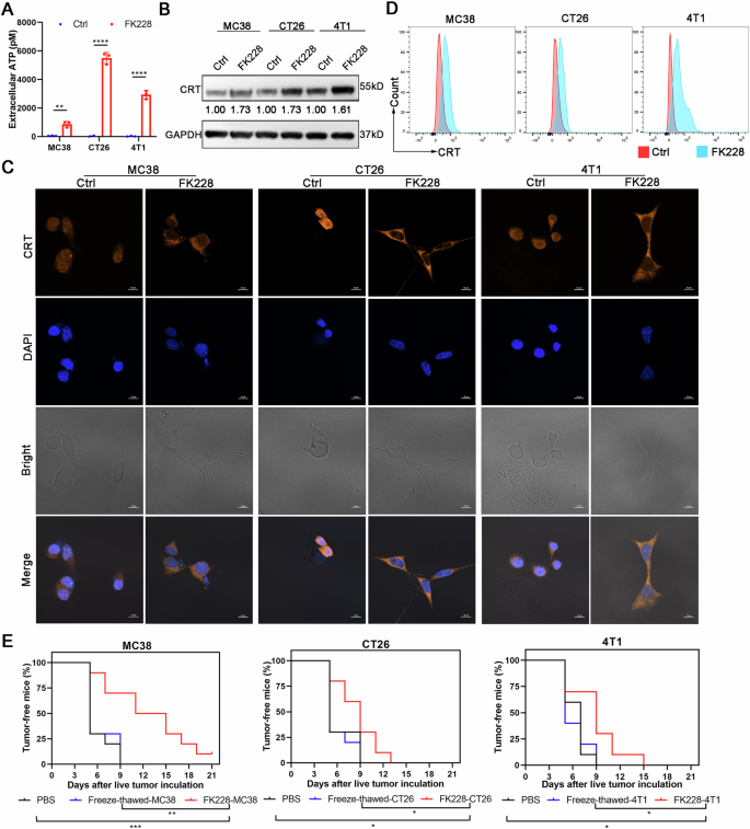 FK228 reshapes tumor microenvironment to enhance anti-PD-L1 efficacy ...