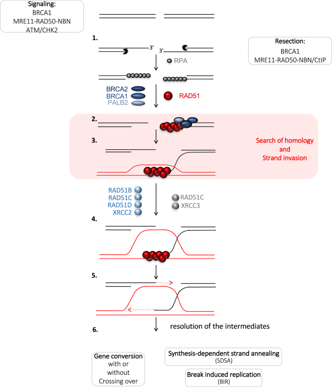RAD51-mediated homologous recombination is a pro-tumour driver pathway | Oncogene