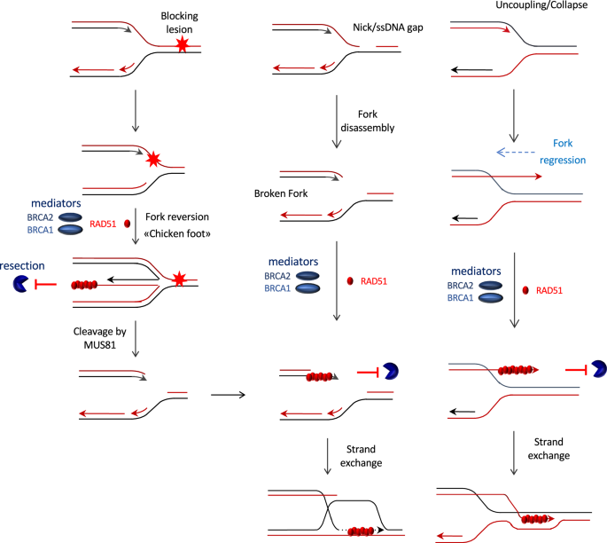 RAD51-mediated homologous recombination is a pro-tumour driver pathway | Oncogene