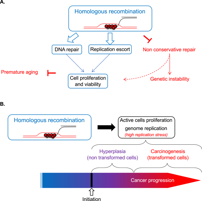RAD51-mediated homologous recombination is a pro-tumour driver pathway | Oncogene