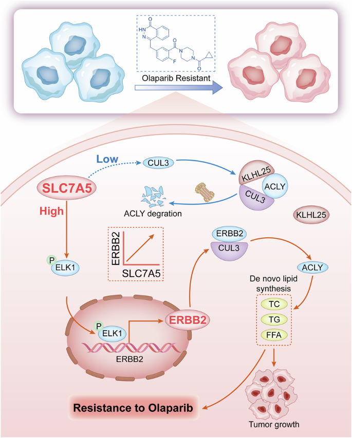 SLC7A5-ERBB2 axis drives olaparib resistance via de novo lipid ...