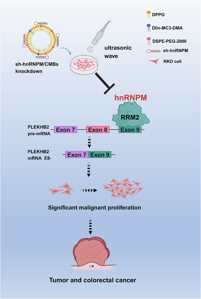 Emerging roles of RNA-binding protein hnRNPM in alternative splicing ...