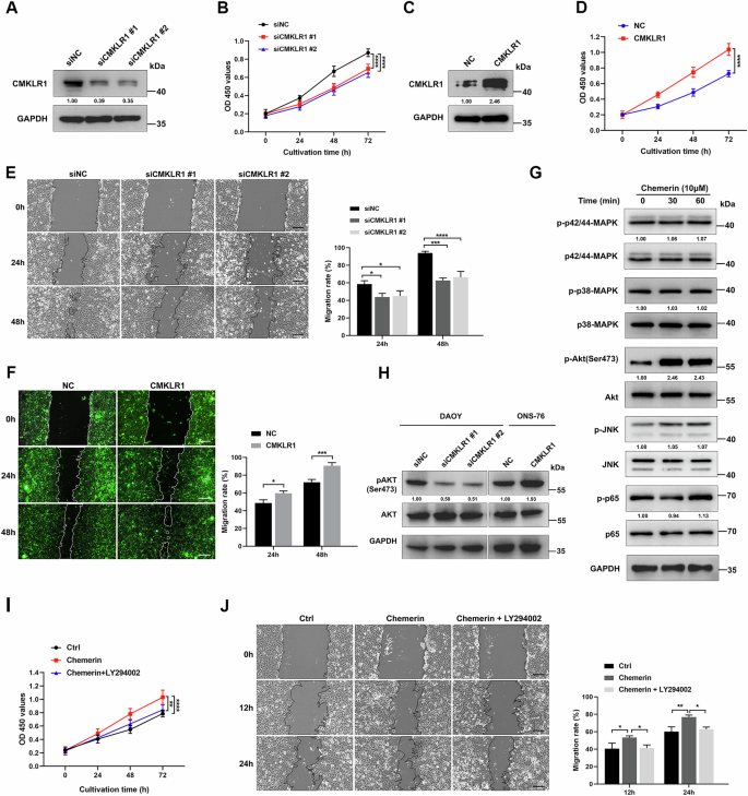 CMKLR1/PKA signaling reinforces sonic hedgehog pathway to promote ...