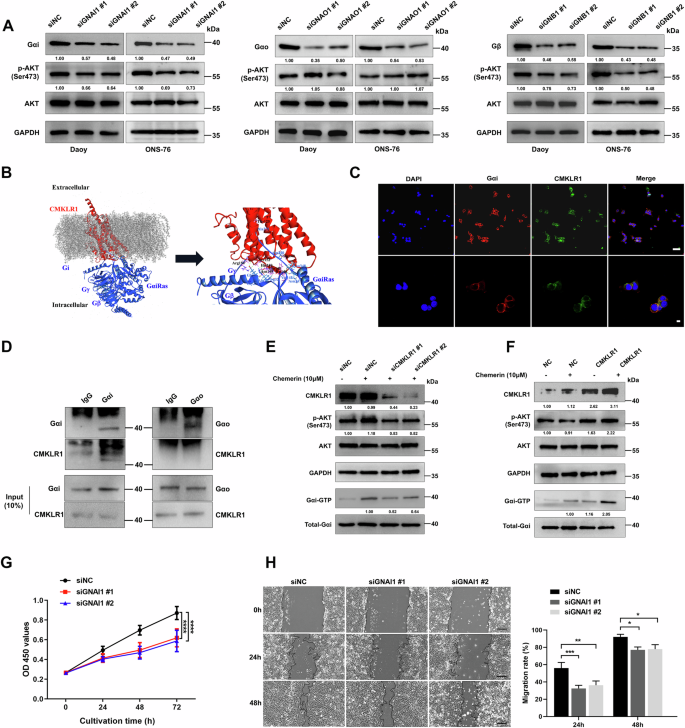 CMKLR1/PKA signaling reinforces sonic hedgehog pathway to promote ...