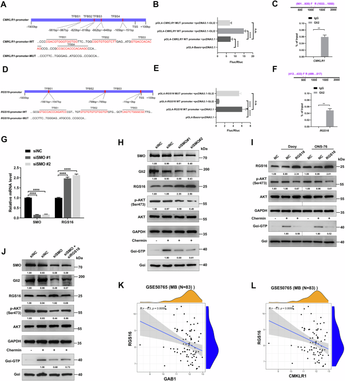 CMKLR1/PKA signaling reinforces sonic hedgehog pathway to promote ...