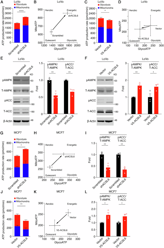 ACSL6 modulates docosahexaenoic acid-induced cytotoxicity to potentiate ...
