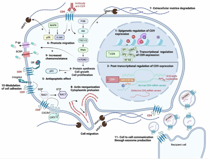 CD9, a tetraspanin in cancer: biology and therapeutic promise in acute ...