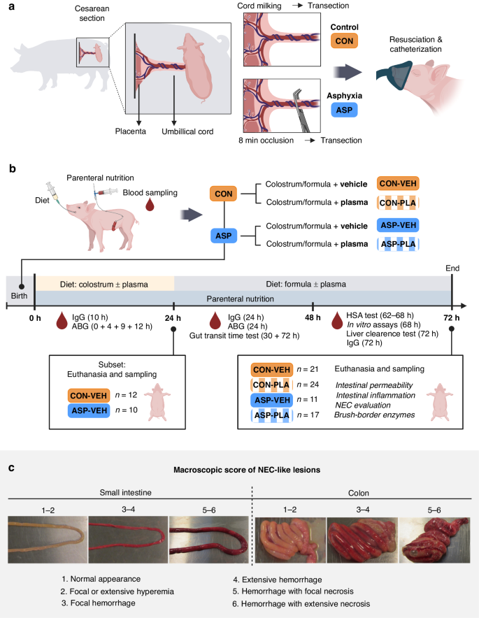 Enteral plasma feeding improves gut function and immunity in piglets ...