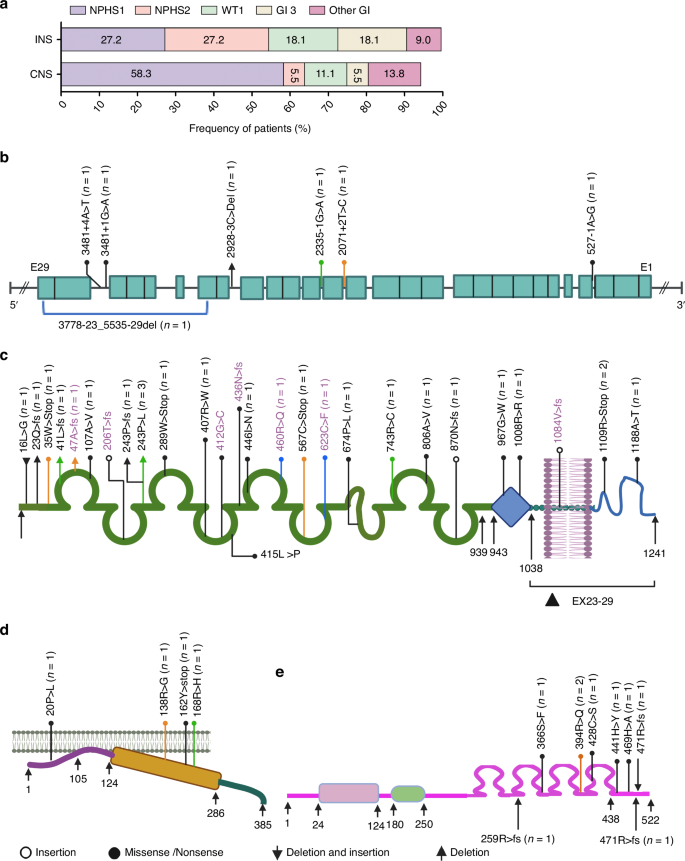 Congenital and infantile nephrotic syndrome: genotype-phenotype ...