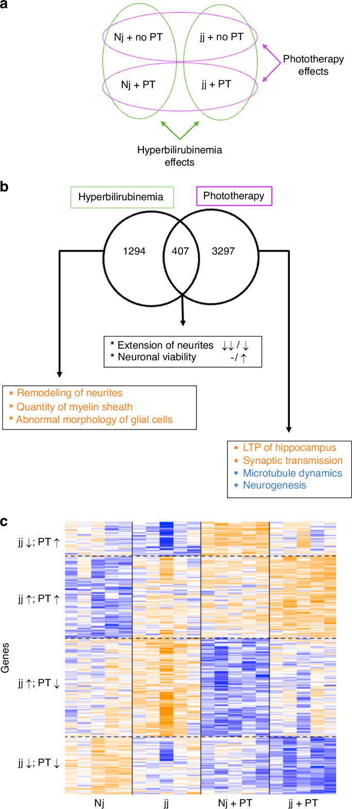 Hyperbilirubinemia and phototherapy differentially alter hippocampal ...