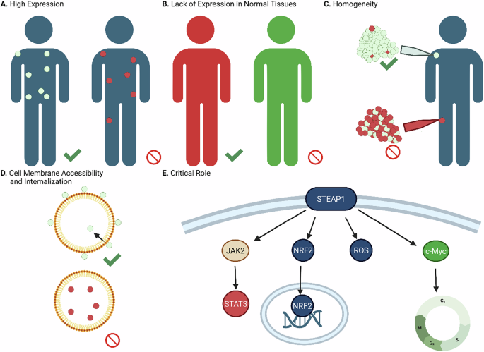 Beyond PSMA: theranostic cell surface targets in metastatic prostate ...