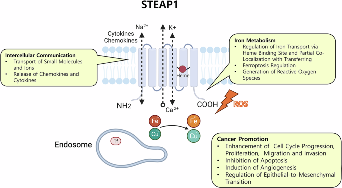 STEAP1-targeted strategies in advanced prostate cancer: a review on ...