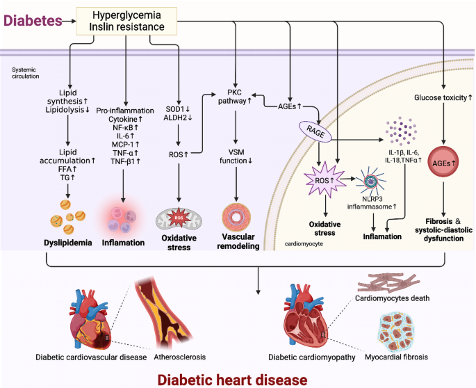 Diabetic vascular diseases: molecular mechanisms and therapeutic ...