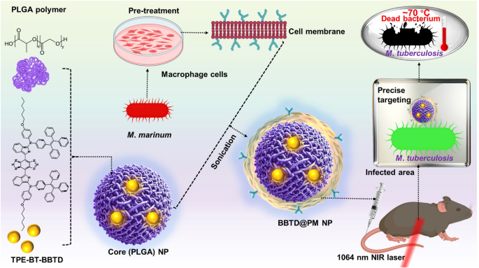 Pre-activated macrophage membrane-encased aggregation-induced emission featuring nanoparticles ...