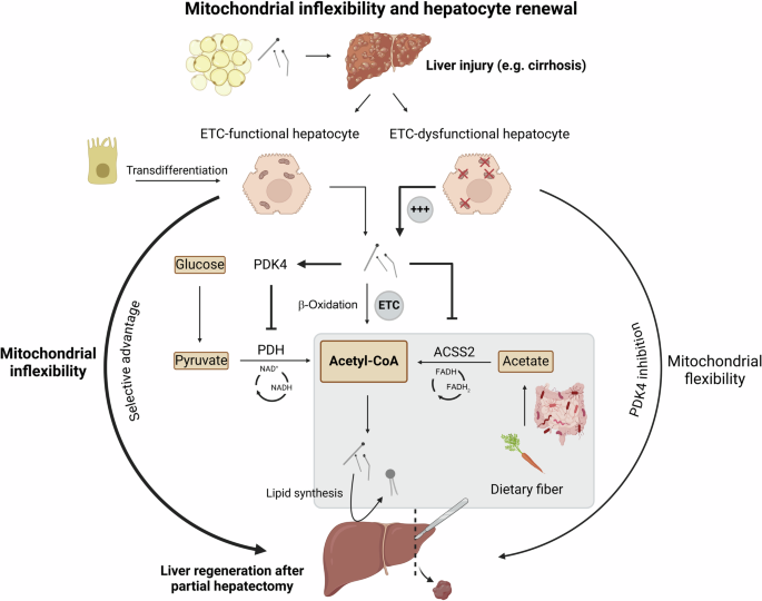 Metabolic inflexibility of mitochondria: beneficial for the fitness of ...