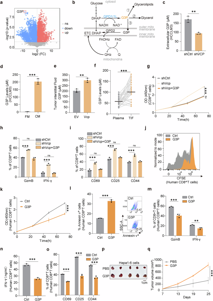 VCP downstream metabolite glycerol-3-phosphate (G3P) inhibits CD8+T ...