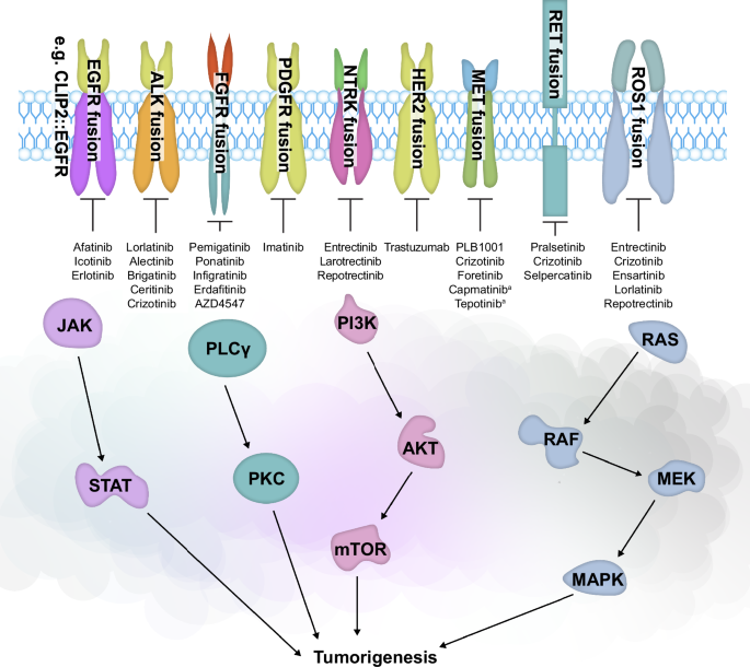Oncogenic gene fusions in cancer: from biology to therapy | Signal ...