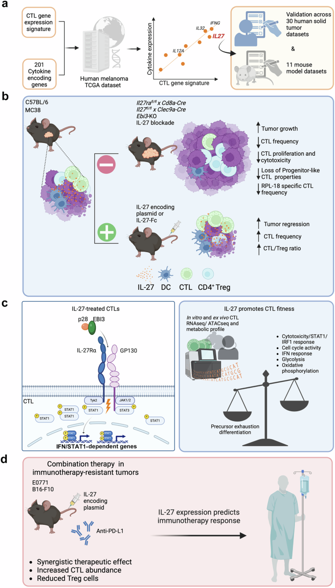IL-27: overclocking cytotoxic T lymphocytes to boost cancer ...