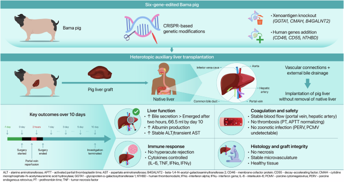 Advanced bioartificial organs: genetically modified pig liver as a ...