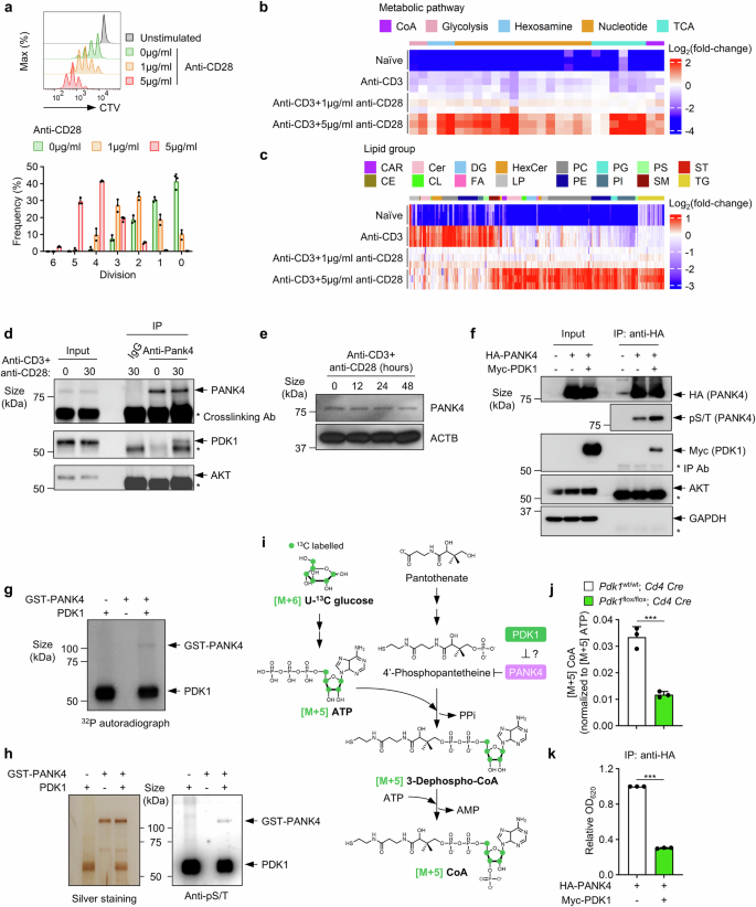 Pantothenate kinase 4 controls lipid synthesis for T-cell proliferation ...