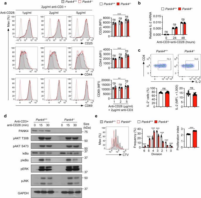 Pantothenate kinase 4 controls lipid synthesis for T-cell proliferation ...