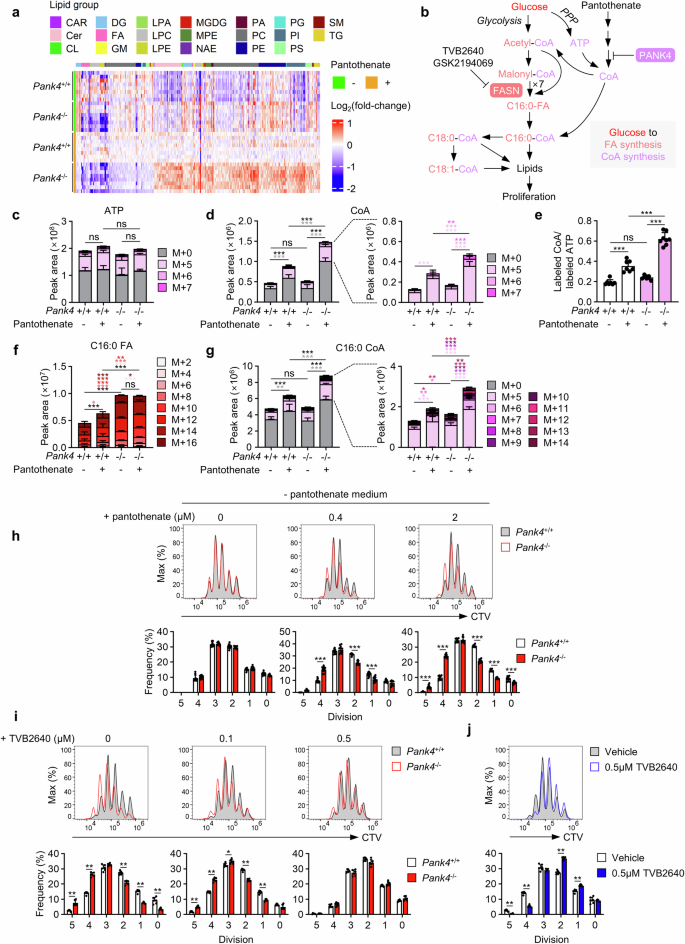 Pantothenate kinase 4 controls lipid synthesis for T-cell proliferation ...