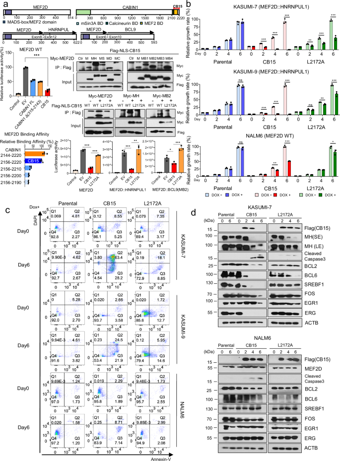 CABIN1 peptide effectively targets MEF2D-fusion protein in B-cell ...