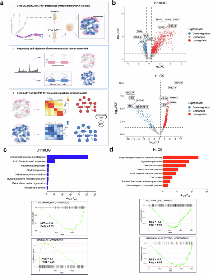 Development of a leucine-rich repeat-containing protein 15-targeted ...