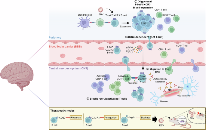 Trafficking first, inflammation next: Epstein–Barr virus B cells seed ...
