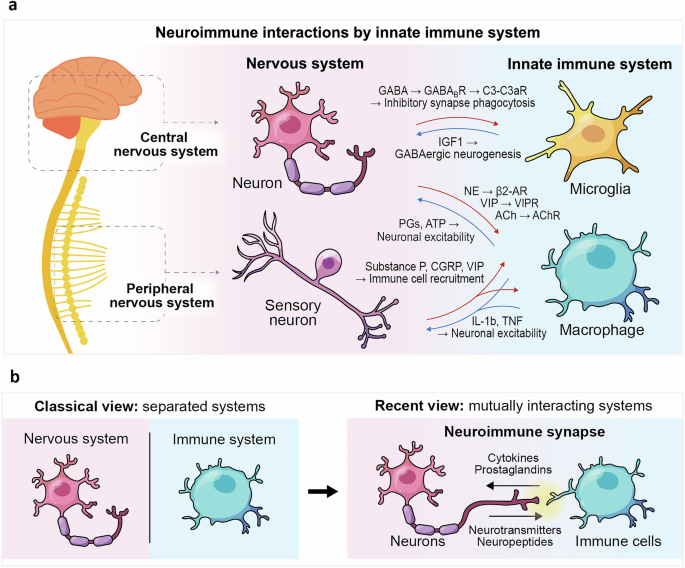 Beyond barriers: when neurons act immune and immunity acts neural ...