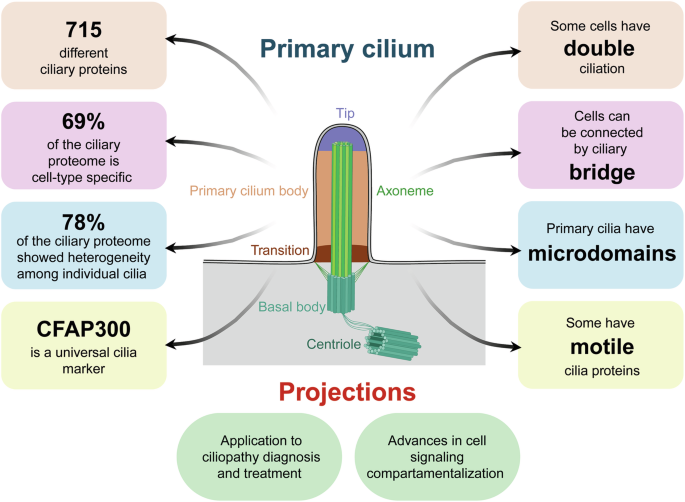 Cilium-by-cilium: unveiling hidden proteomic diversity and the ...
