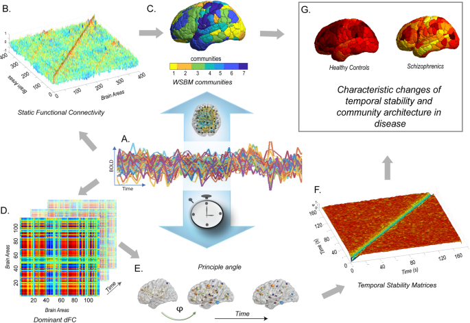 Dynamicity of brain network organization & their community architecture ...