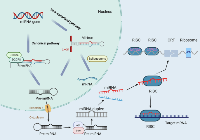MicroRNAs: pioneering regulators in Alzheimer’s disease pathogenesis ...