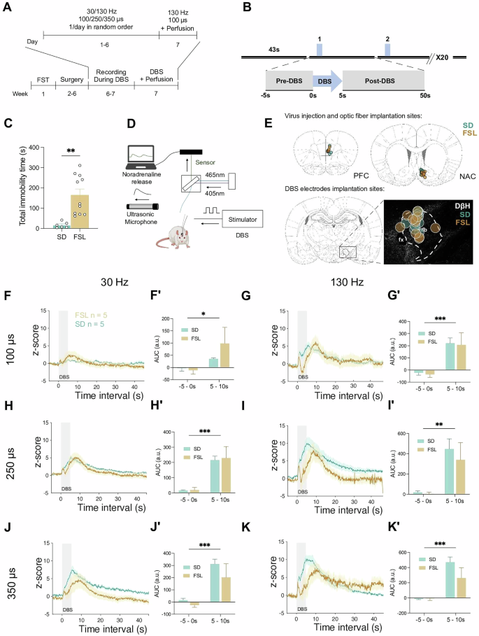 Deep brain stimulation of medial forebrain bundle modulates ...