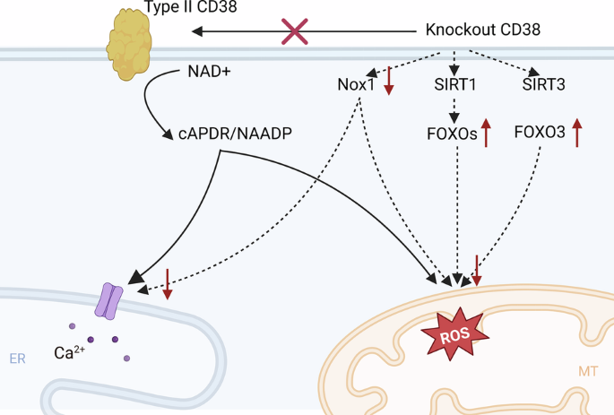CD38 connects the heart and brain | Translational Psychiatry
