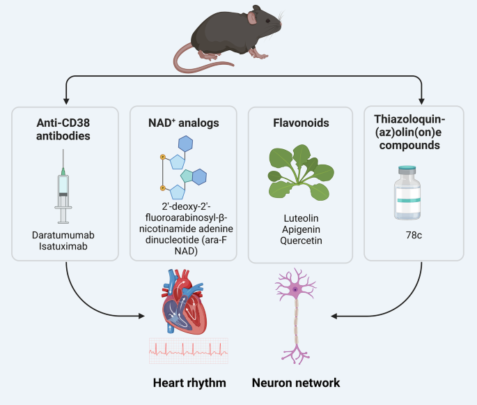 CD38 connects the heart and brain | Translational Psychiatry