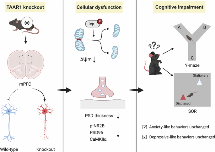 TAAR1 deficiency impairs mitochondrial dynamics and synaptic integrity ...