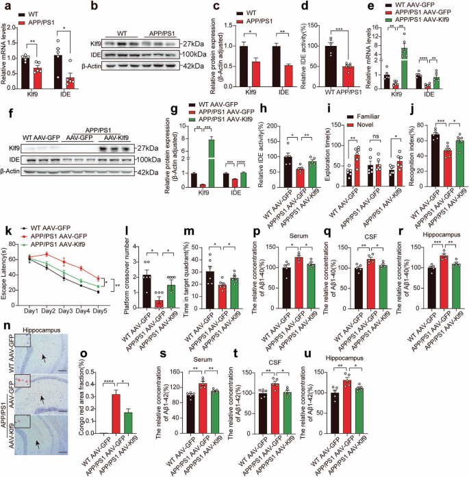 Krüppel-like factor 9 alleviates Alzheimer’s disease via IDE-mediated ...