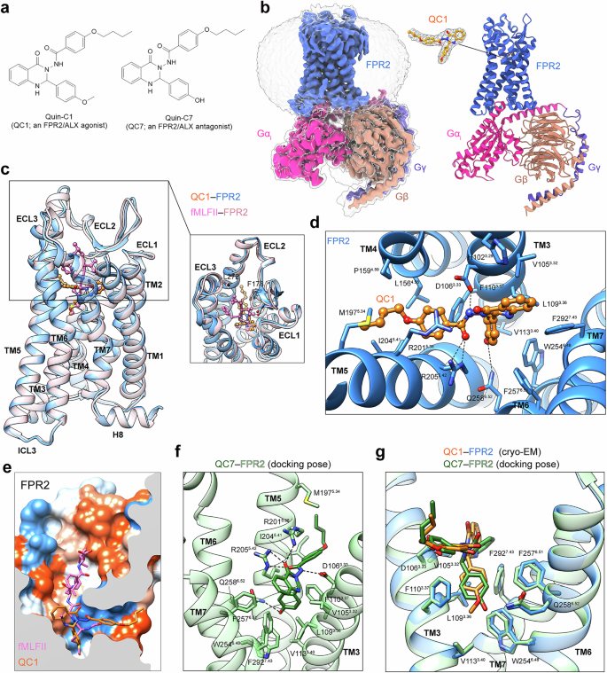 Oral FPR2/ALX modulators tune myeloid cell activity to ameliorate ...
