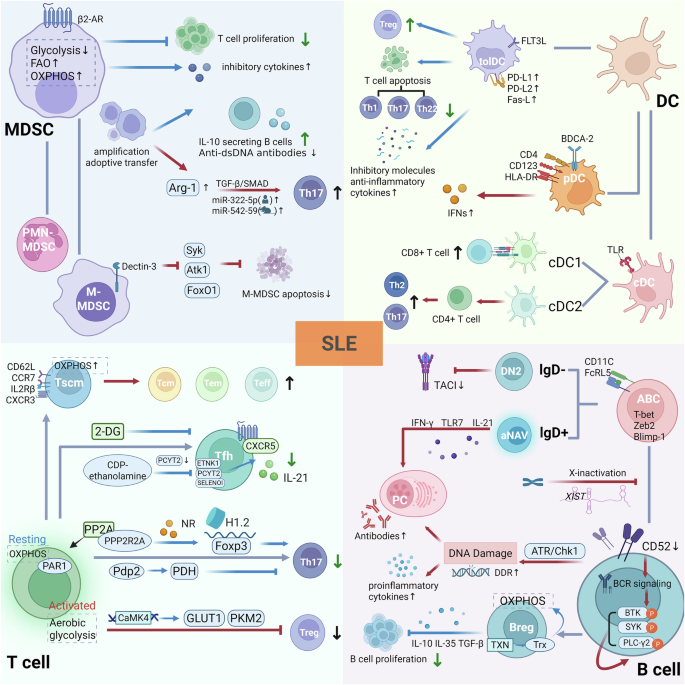 Immune cells in systemic lupus erythematosus: biology and traditional ...