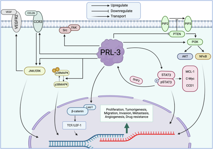 PRL-3: unveiling a new horizon in cancer therapy | Acta Pharmacologica ...