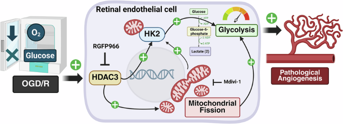 HDAC3 mediates retinal endothelial cell metabolic reprogramming and ...