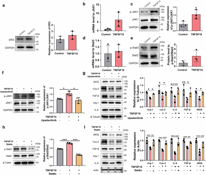 TNFSF15 alleviates myeloid-derived suppressor cell-mediated cancer ...