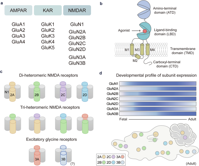New advances in small molecule drugs targeting NMDA receptors | Acta ...