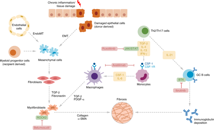 Current therapeutics for sclerotic and fibrotic manifestations of ...