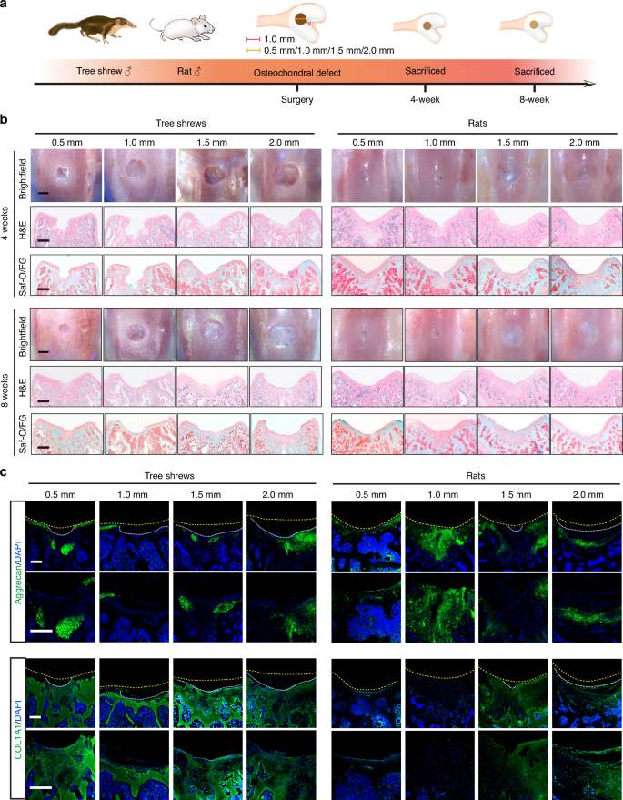 Tree shrew as a new animal model for musculoskeletal disorders and ...