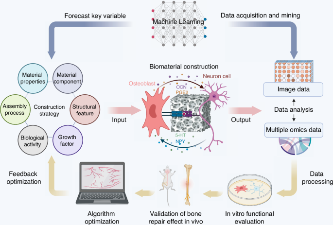 Skeletal interoception and prospective application in biomaterials for ...