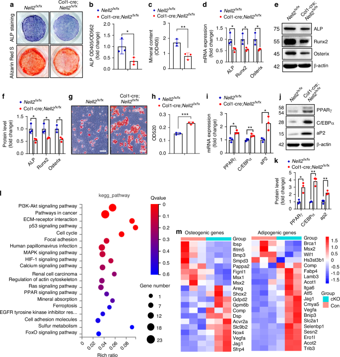 NELL2, a novel osteoinductive factor, regulates osteoblast ...