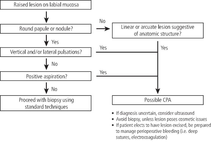 Calibre-persistent artery: a vascular anomaly of the labial mucosa ...